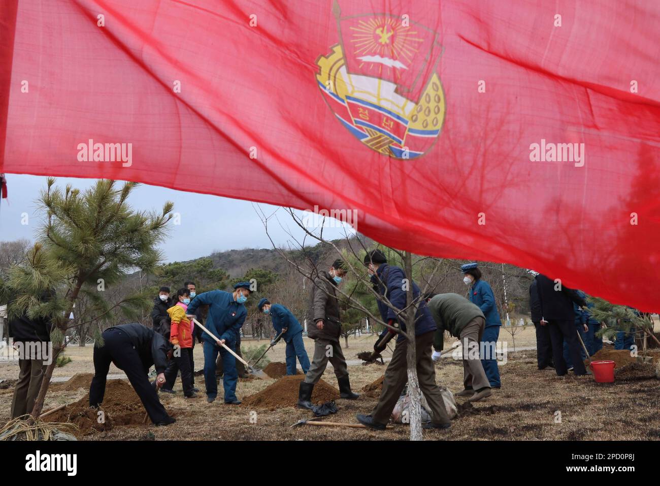 Pyongyang citizens plant trees near the Mangyongdae Schoolchildren's ...