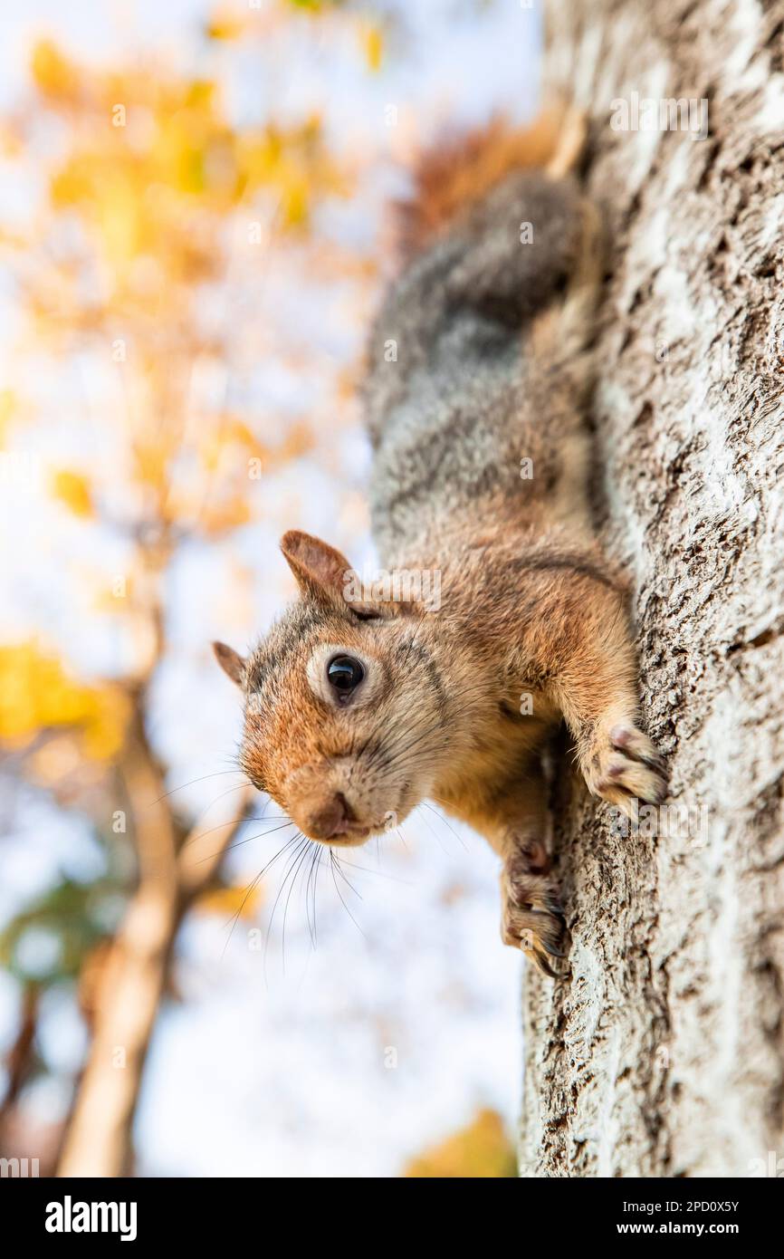Portrait of fox squirrel (Sciurus niger) sitting on branch isolated on ...