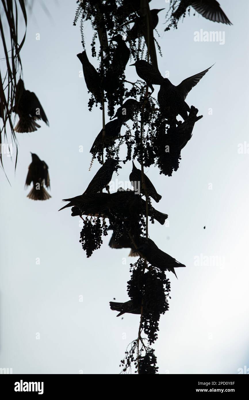 Beautiful large flock of starlings hi-res stock photography and images ...