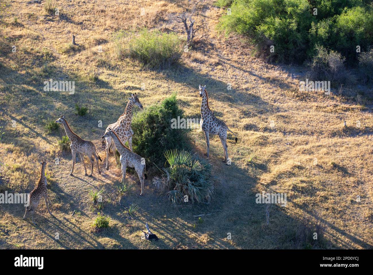 Giraffes, Giraffa camelopardalis, herd aerial view of the group ...