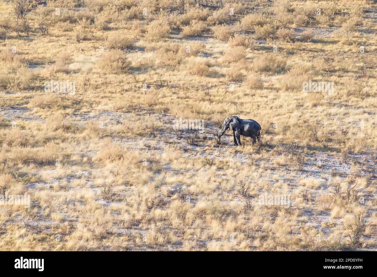 Aerial view of an Elephant bull (Loxodonta africana) from above. Wild ...