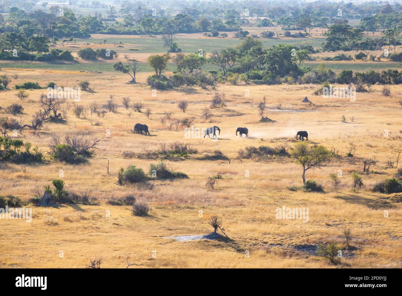 Aerial view of elephants fighting (Loxodonta africana) from above. Wild ...