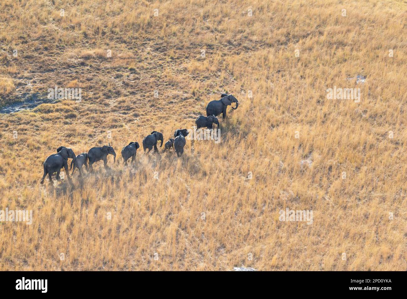 Elephant herd (Loxodonta africana) drone view from above. Aerial view ...