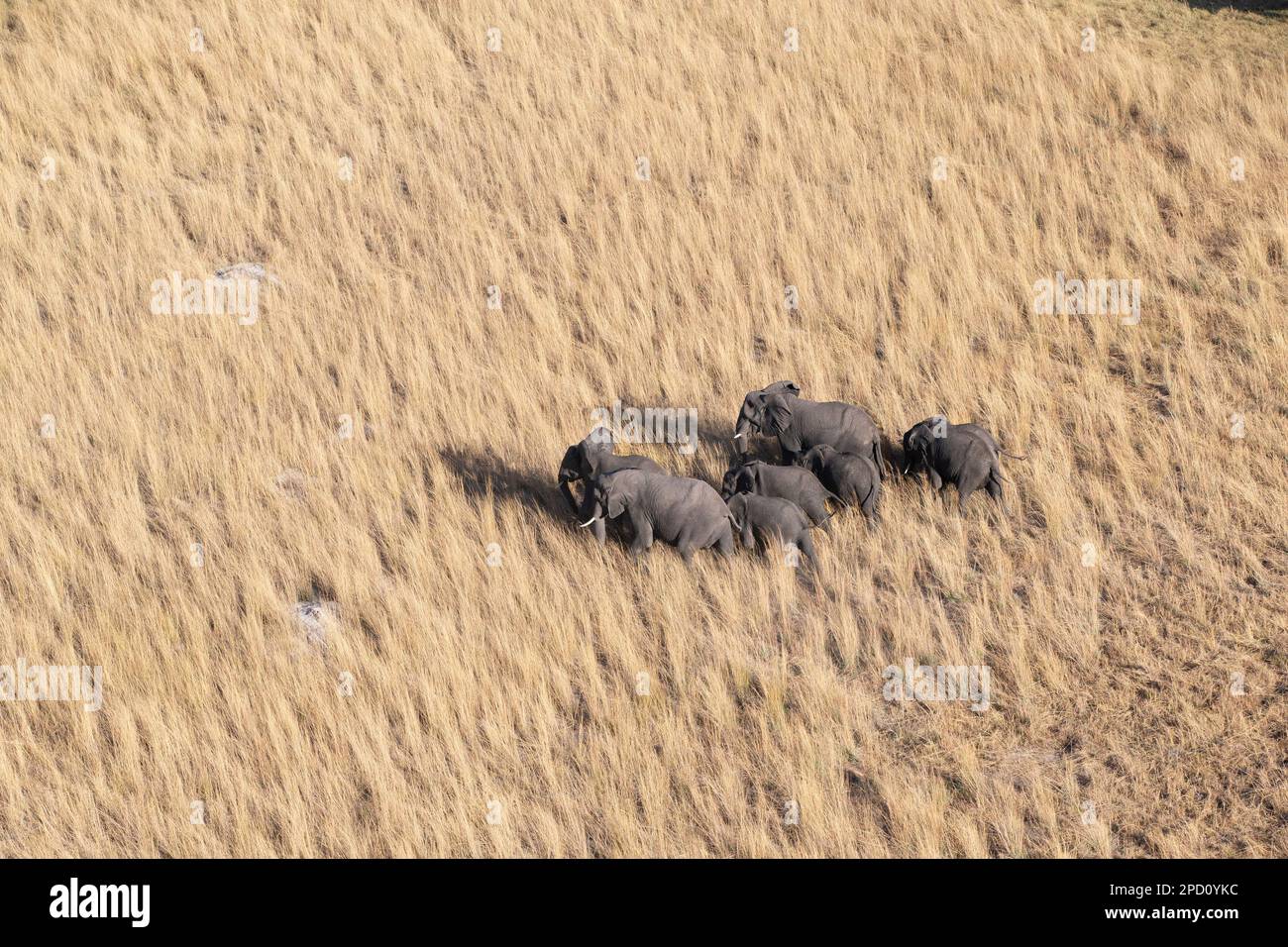 Aerial animals hi-res stock photography and images - Alamy