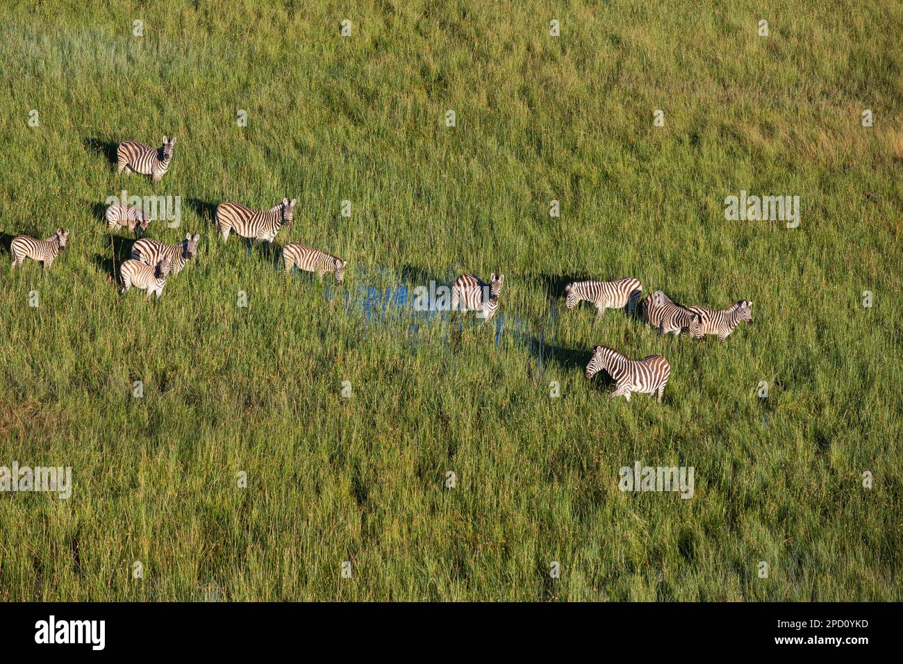 Zebra herd walking in the swamp area of the Okavango swamp. Okavango ...