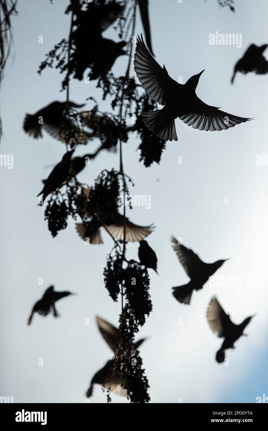 Beautiful large flock of starlings hi-res stock photography and images ...