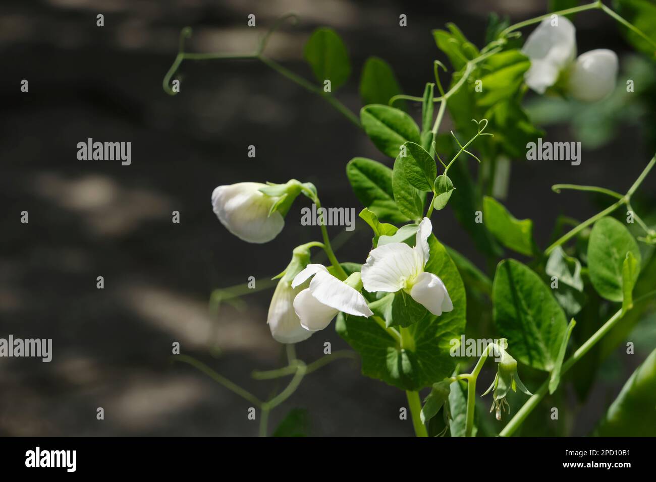 Closeup of sugar snap pea plant with white flowers agains a dark ...