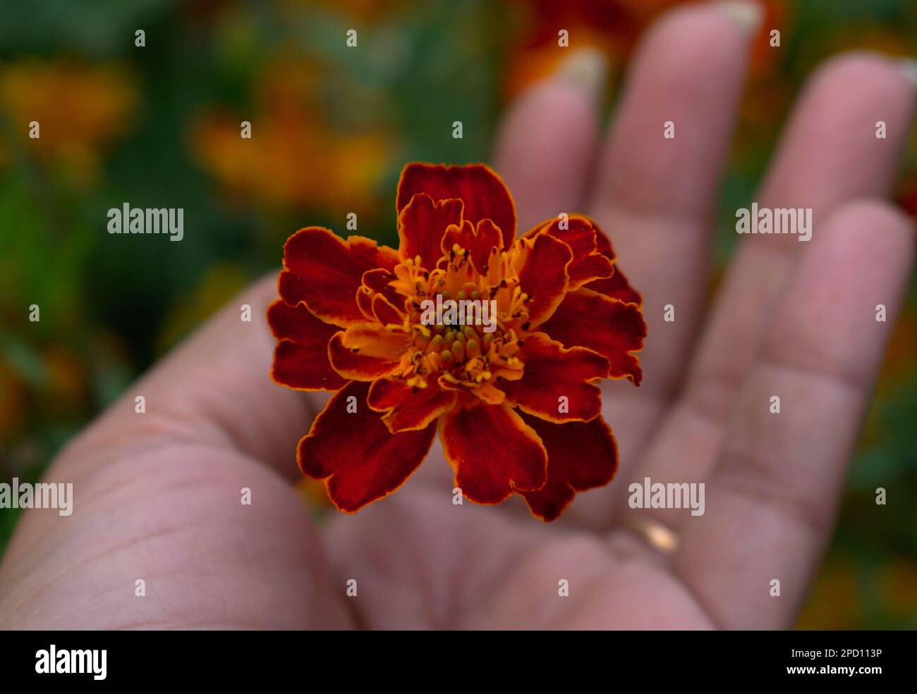 Marigold Flower in the Garden Landscape Photography Stock Photo - Alamy