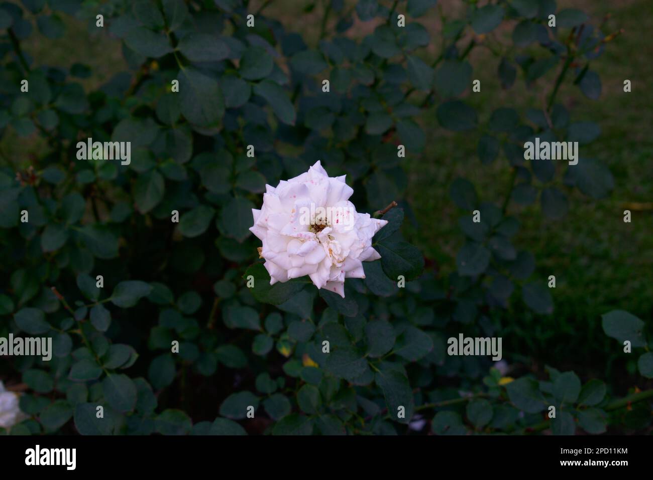 Pure White Rose with Green leaves Background Photography Stock Photo ...