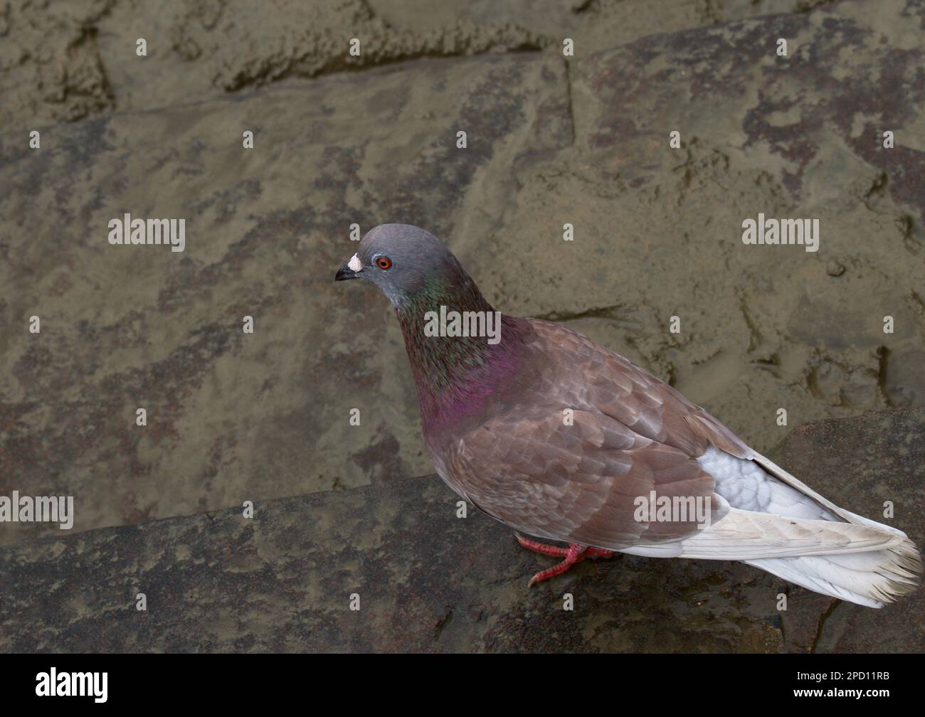 Red eye pigeon stout body with amazing colours short neck hi-res stock ...