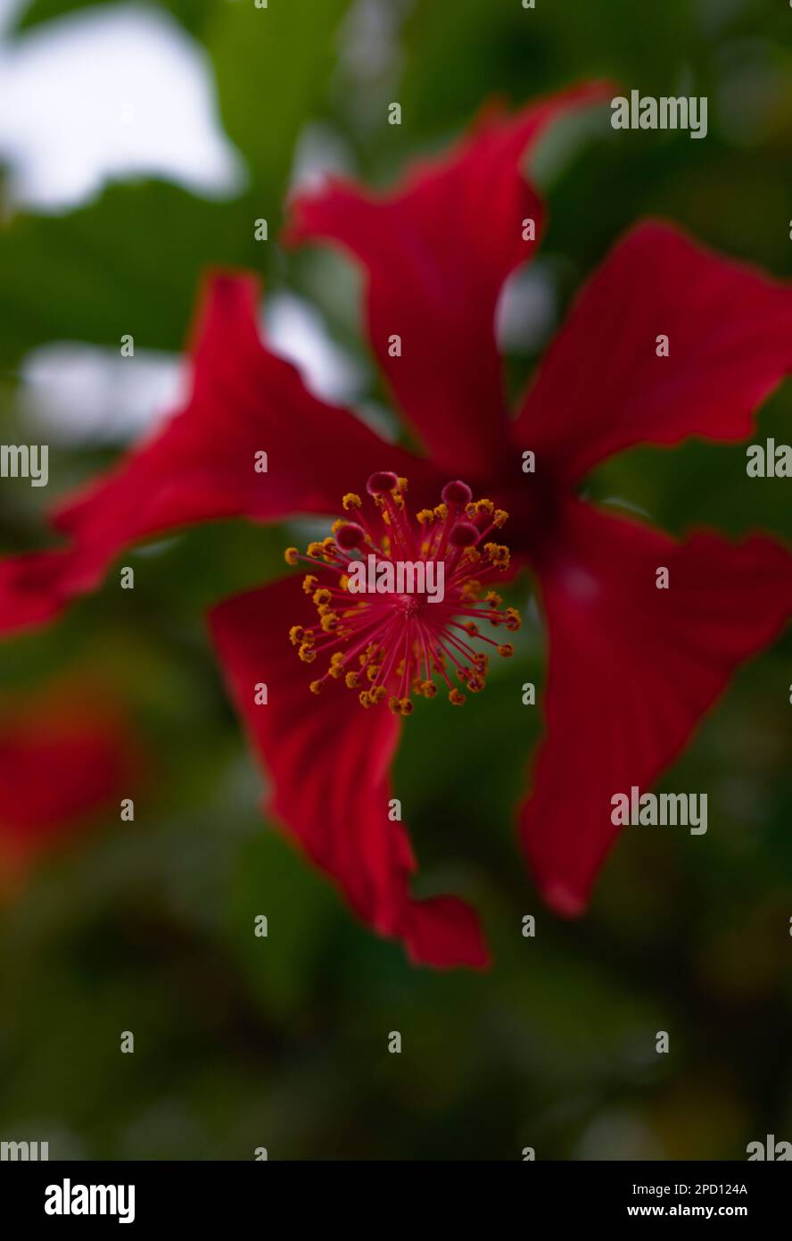 Reproductive close up Red Flower Hibiscus Rose of Sharon Portrait ...