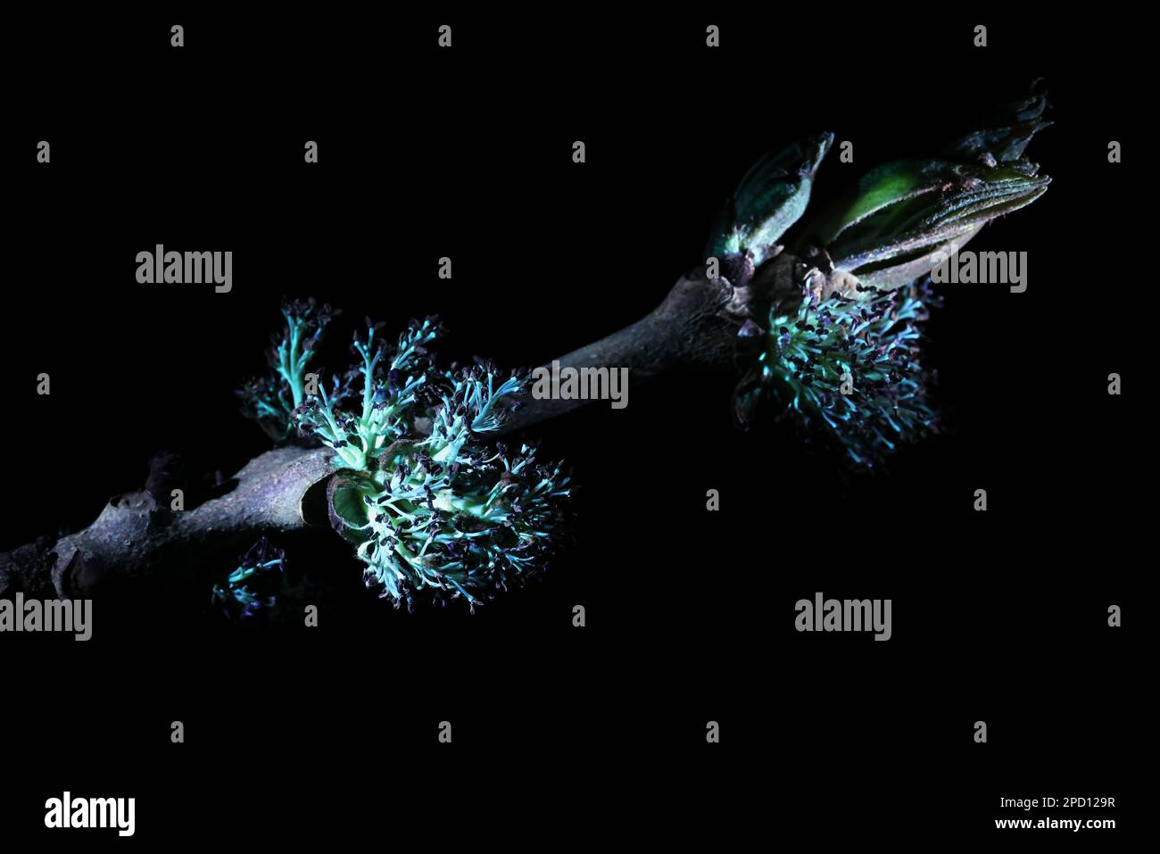 Fluorescence of flowers of common ash, Fraxinus excelsior, photographed ...