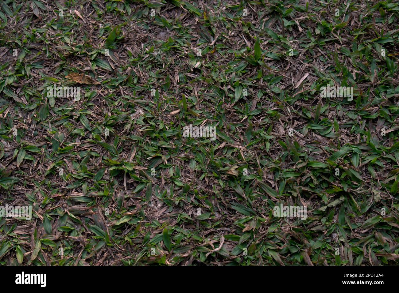 Soil with Mossy Floor Background Stock Photo - Alamy