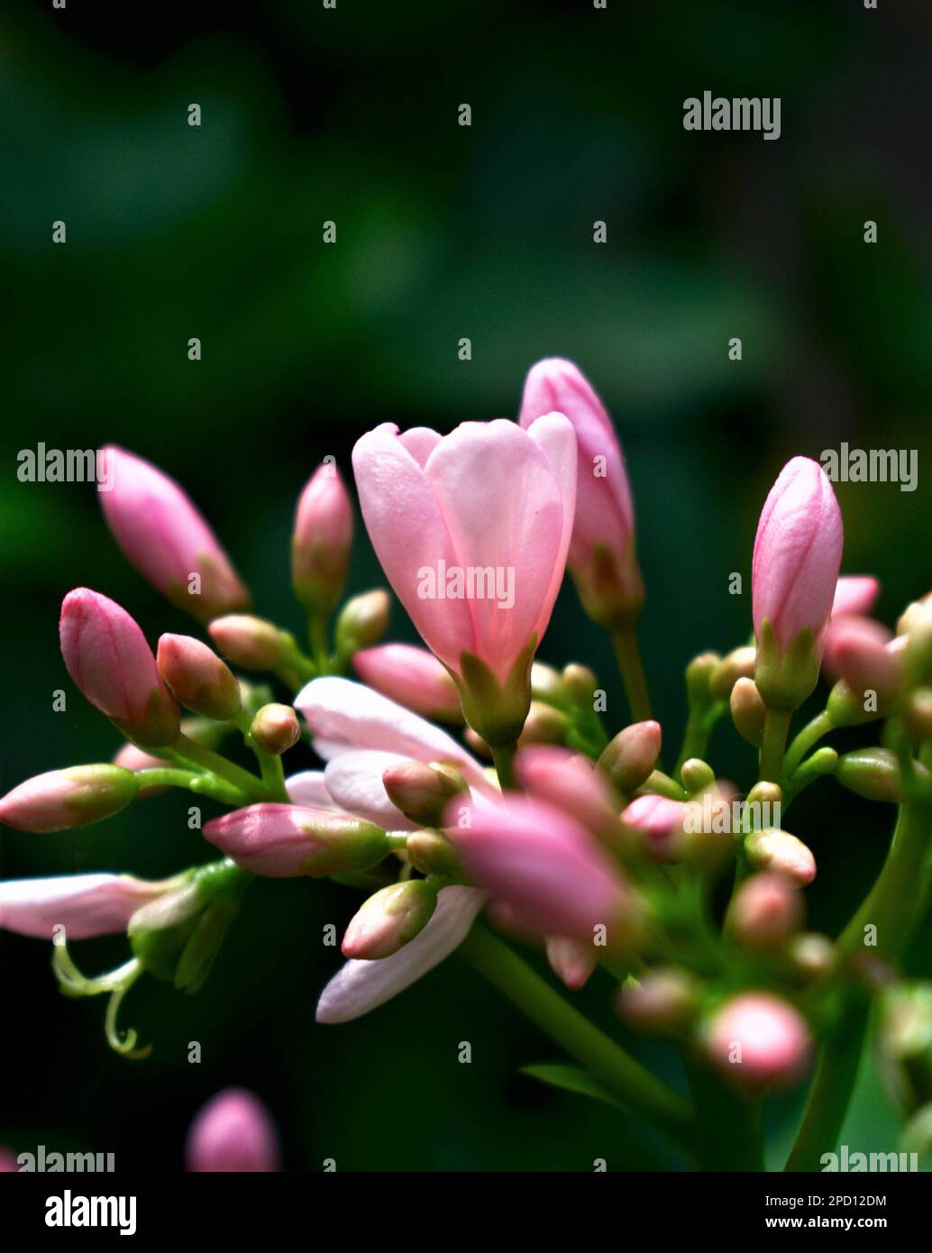 Pink or Peach color Flower Photography Art wallpaper with copy space ...