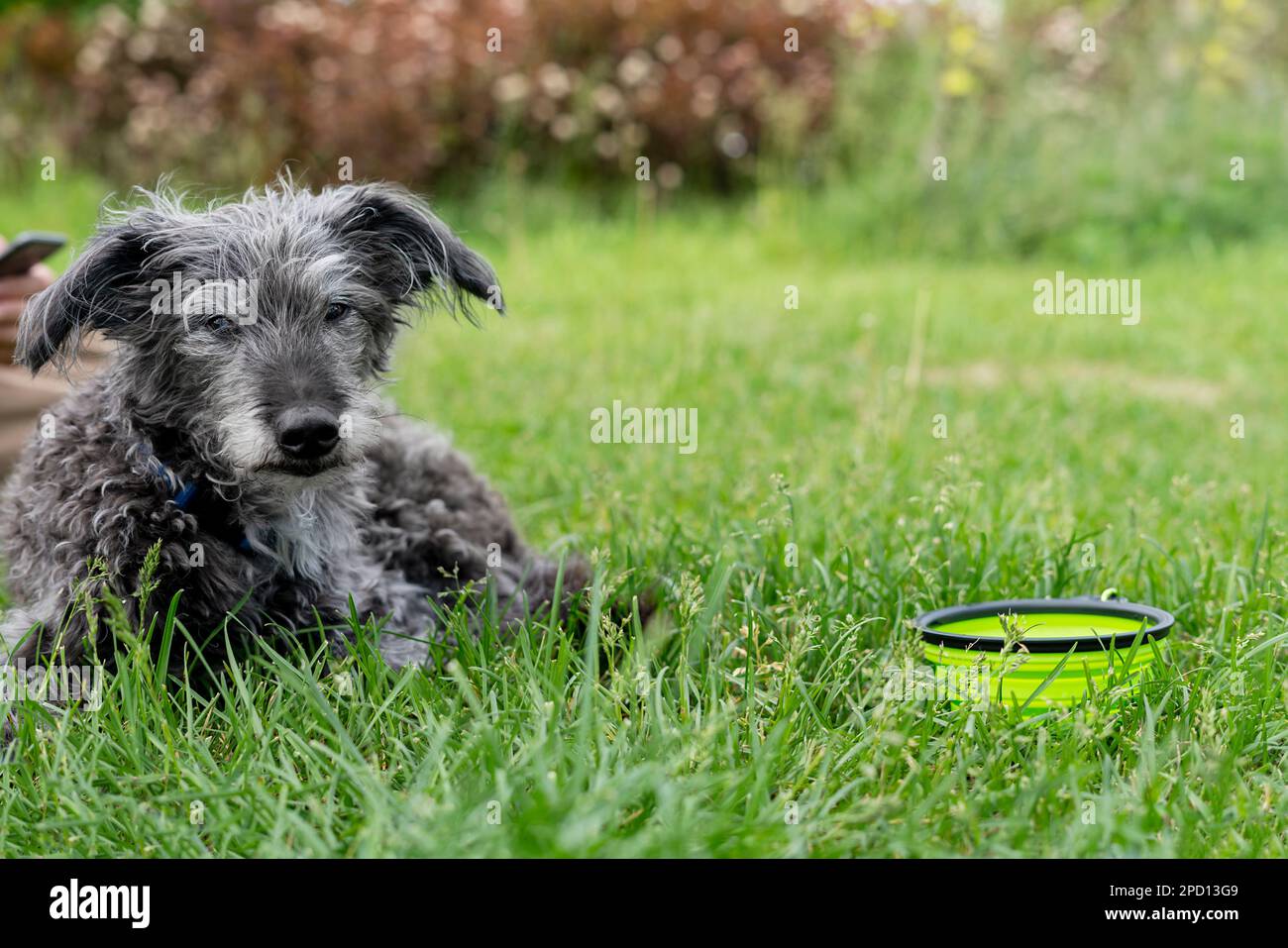 Water breed of dog hi-res stock photography and images - Alamy