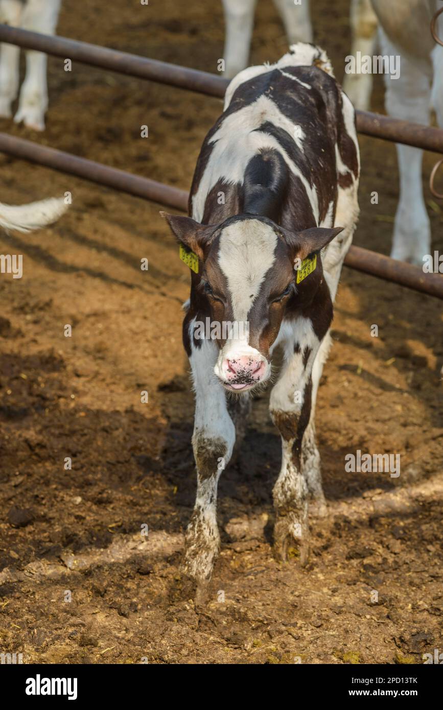 Cattle tracker hi-res stock photography and images - Alamy