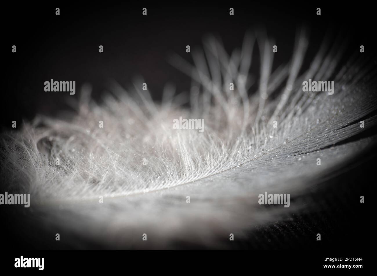 Extreme close-up photo of a white feather. Macro photography Stock ...