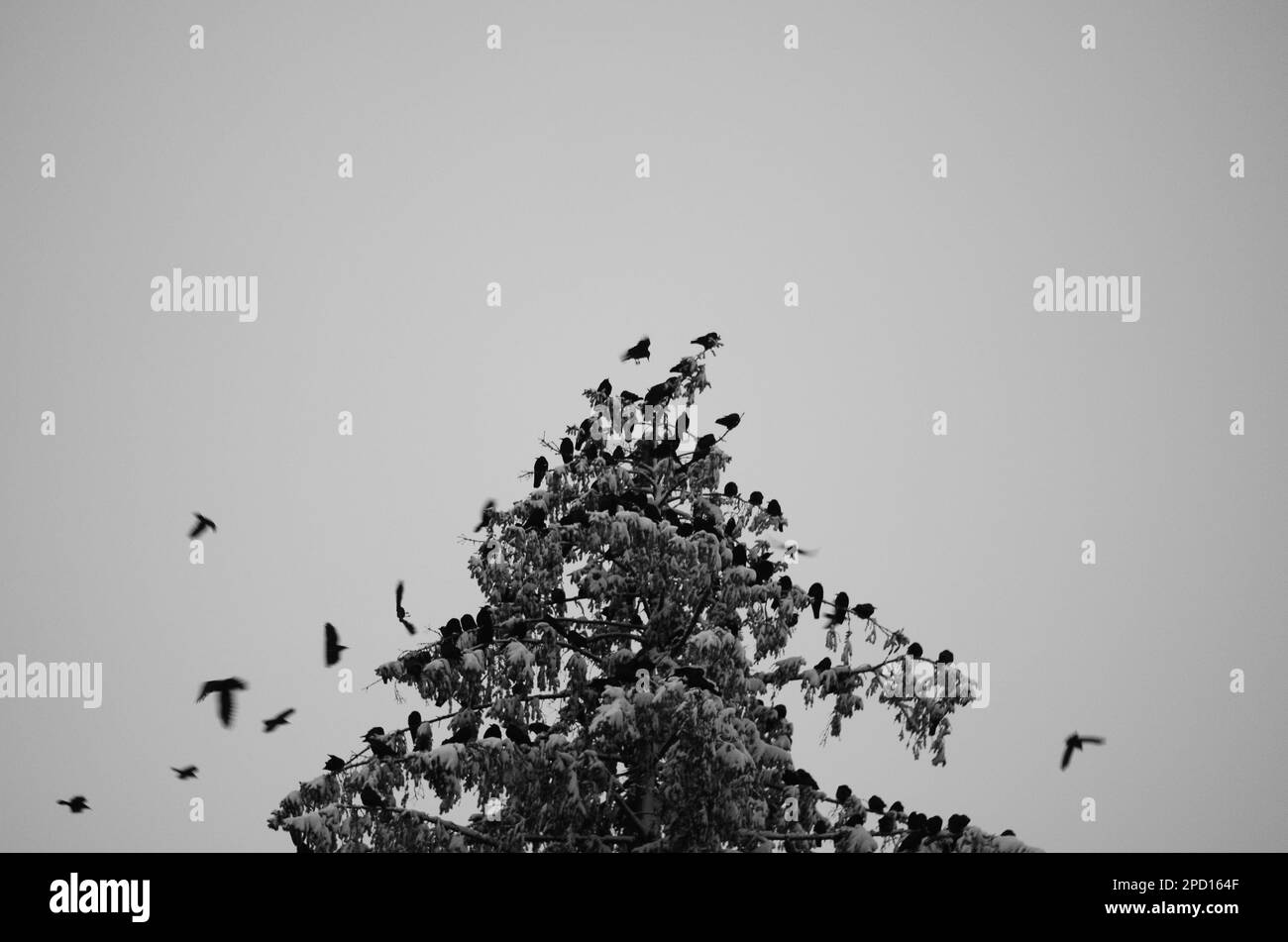 crow looking over shoulder Stock Photo - Alamy