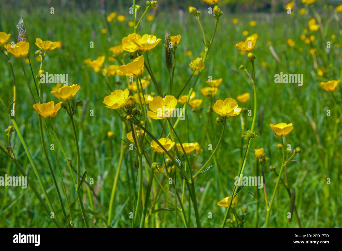 Beautiful meadow buttercups blooming hi-res stock photography and ...