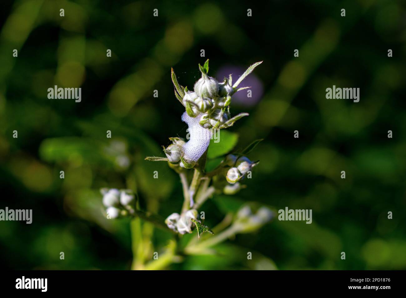 Cuckoo spit closeup hi-res stock photography and images - Alamy