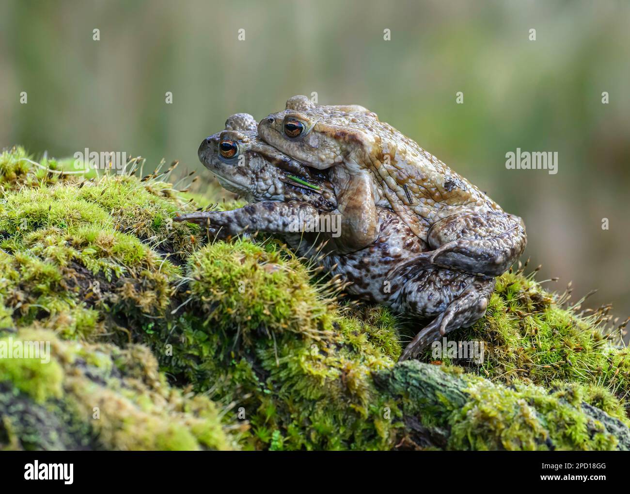 Common toad (Bufo bufo), female carrying the male to the spawning pond ...