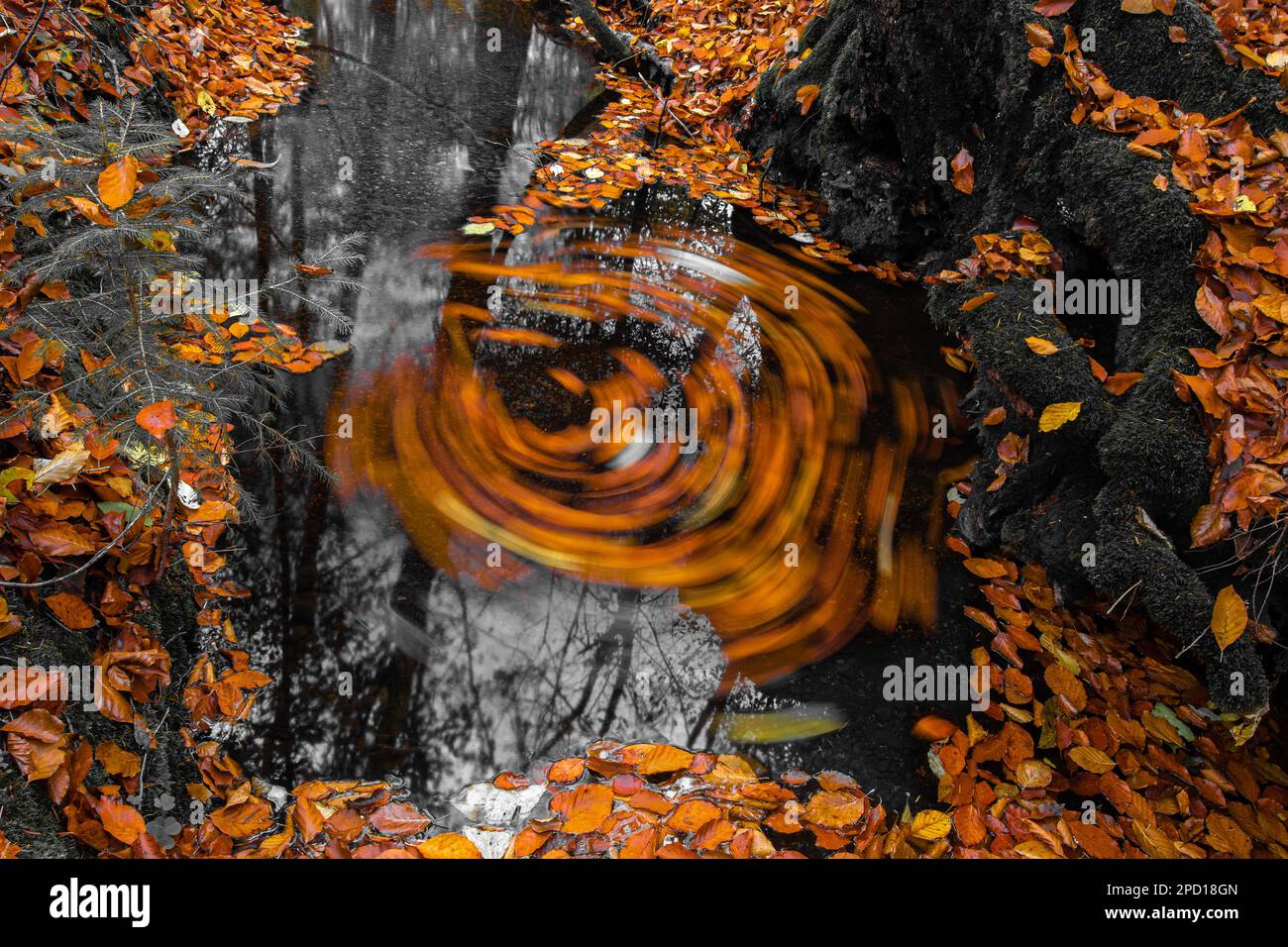 Autumn leaves forming a swirl in a creek Stock Photo - Alamy