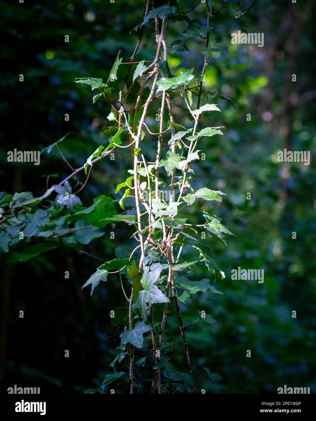 Hanging poison ivy hi-res stock photography and images - Alamy