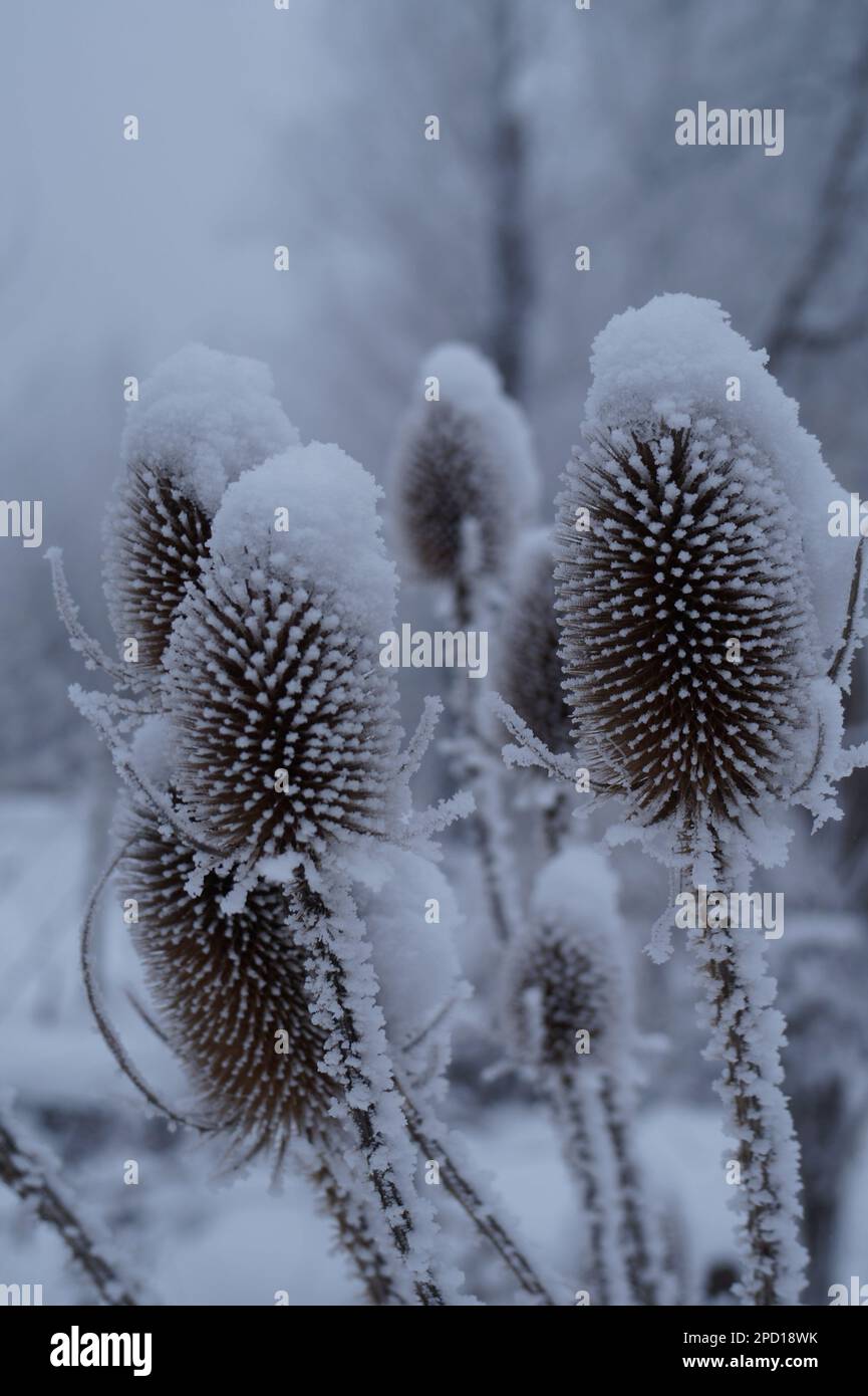 winter snow plant thorn Stock Photo - Alamy