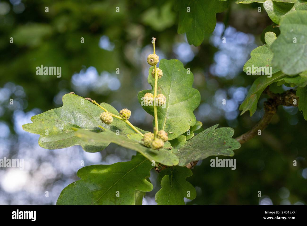 Acorn buds beginning to grow close up Stock Photo - Alamy