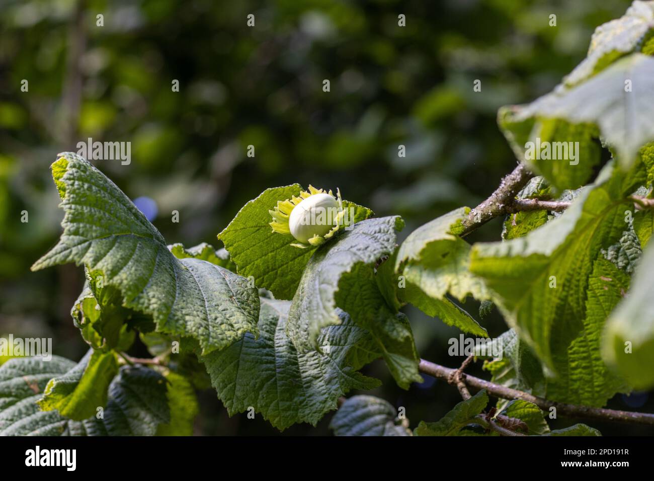 Unripe hazel hazelnuts healthy hi-res stock photography and images - Alamy