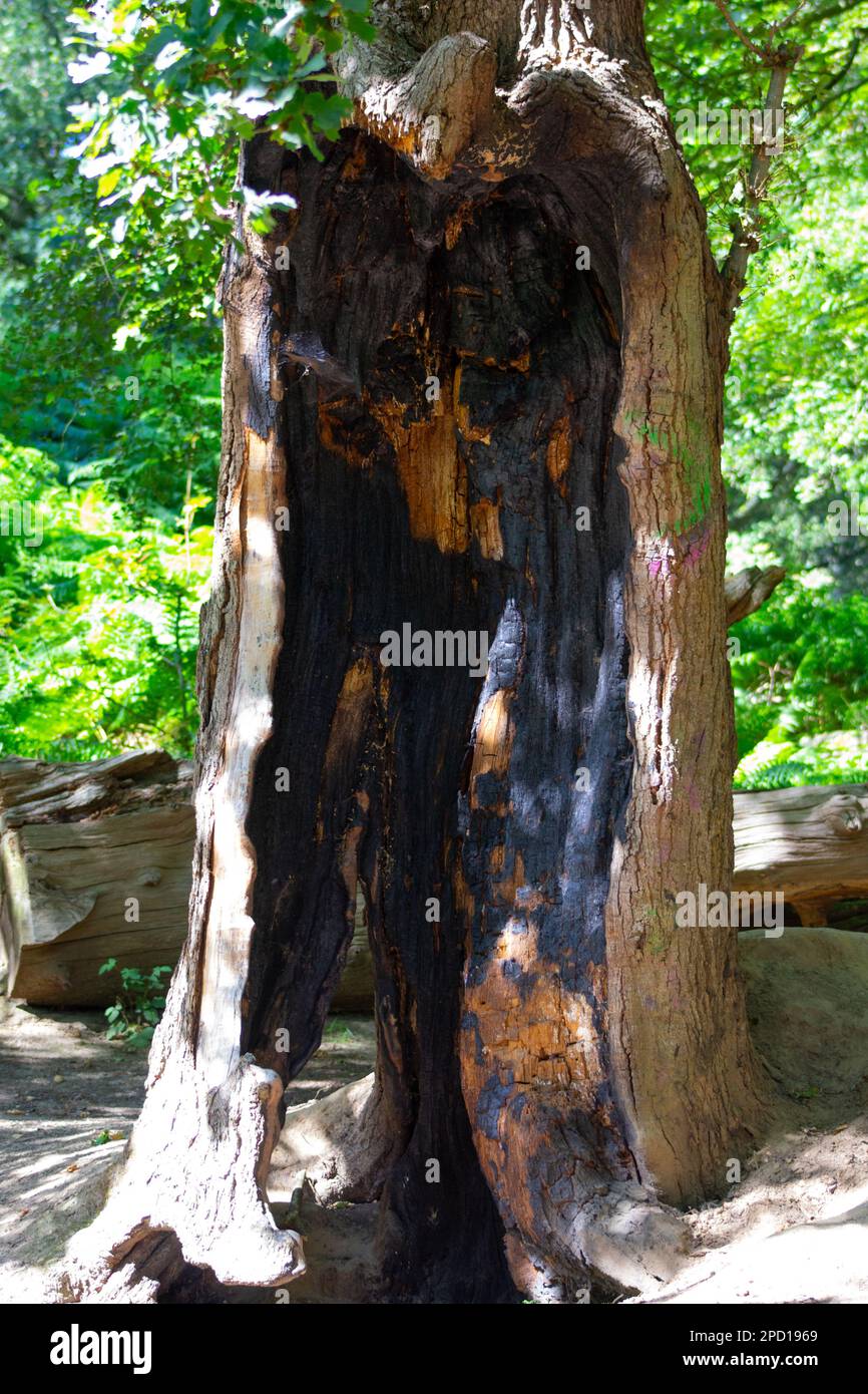 Burnt tree trunk hi-res stock photography and images - Alamy