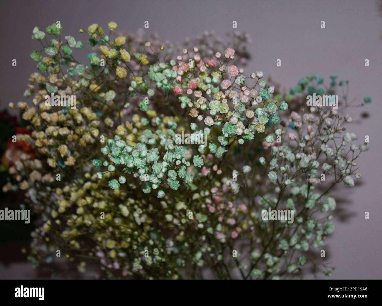 Pink gypsophilia hi-res stock photography and images - Alamy