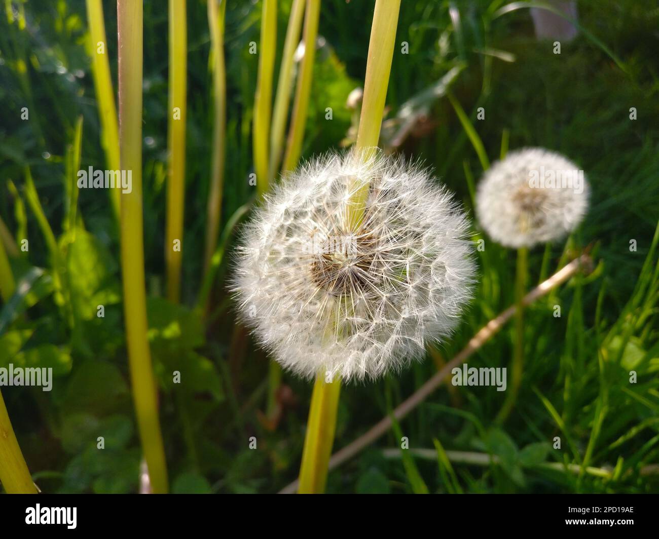 Flower garden shape of a clock hi-res stock photography and images - Alamy