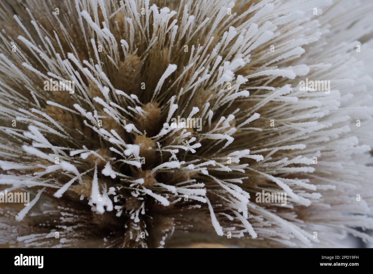 Didukh. Fragment close-up. Ukrainian Christmas decoration and ...
