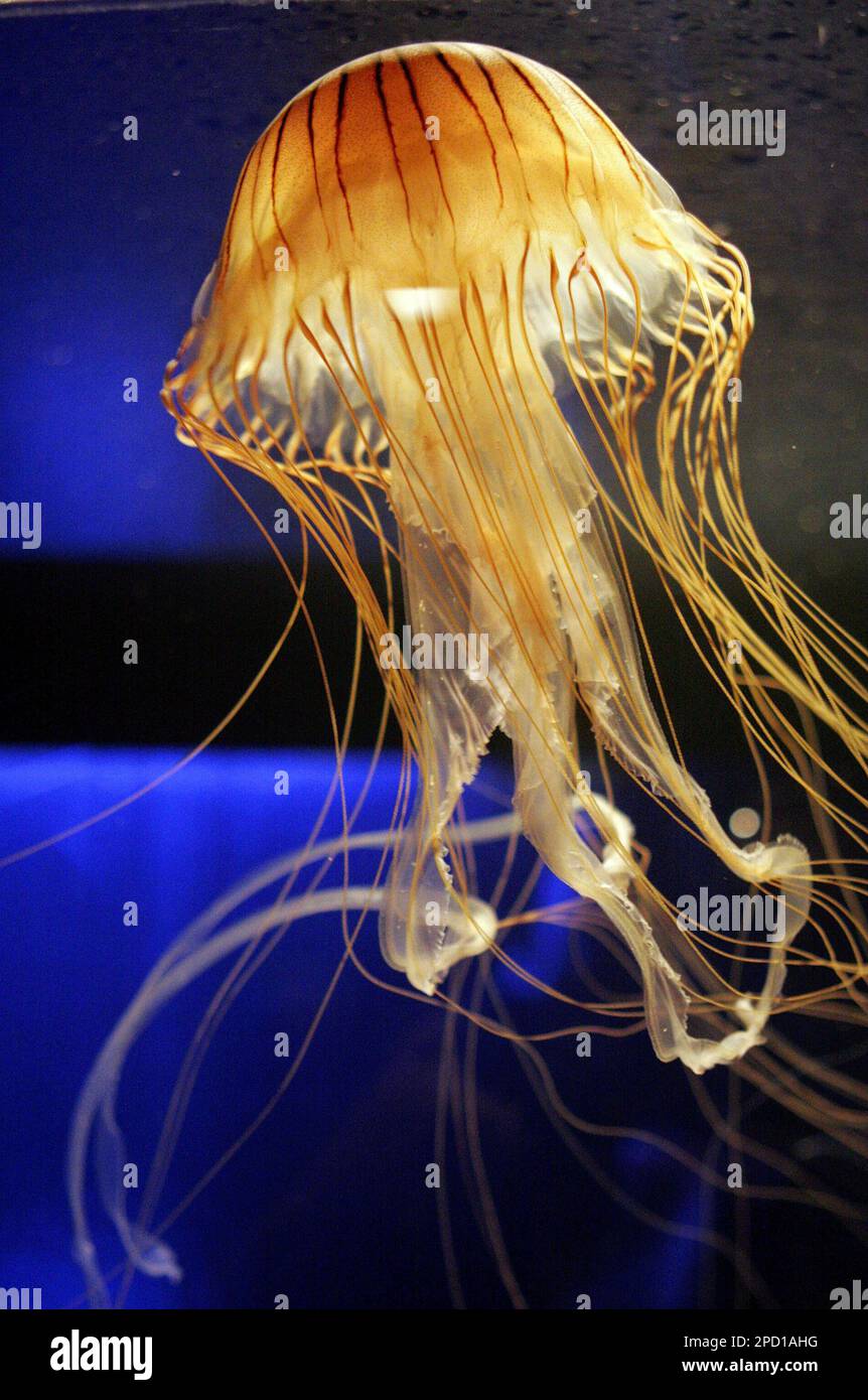 A northern sea nettle swims in a tank at the Audubon Aquarium of the ...