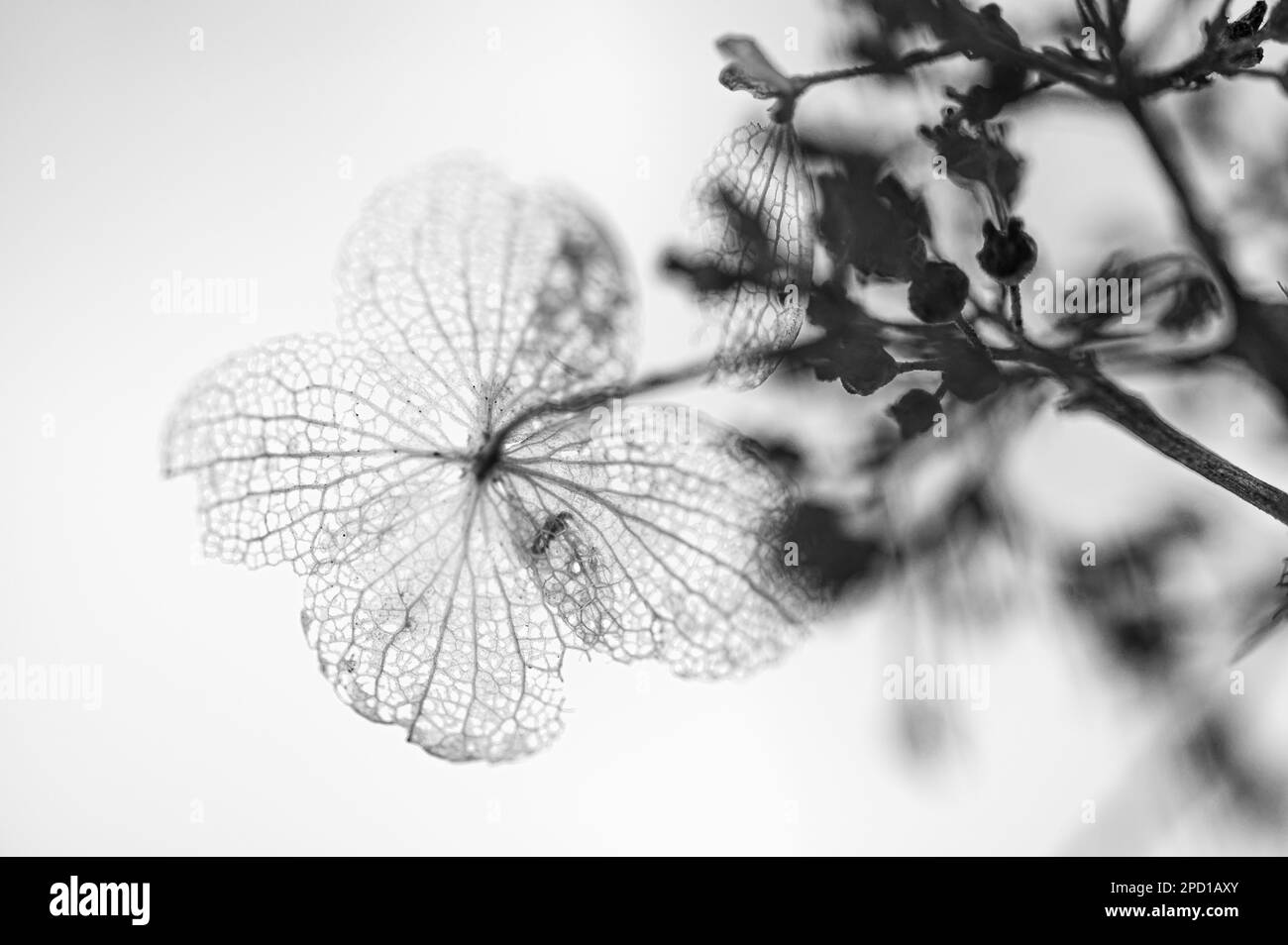 Wilted hydrangea blossom, leaf veins, black and white Stock Photo - Alamy