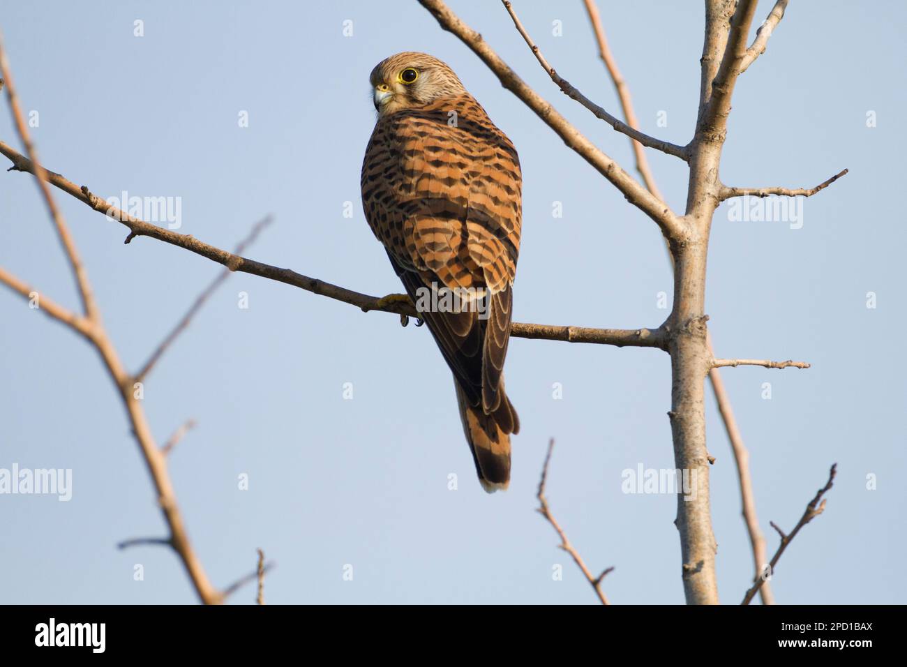 The common kestrel (Falco tinnunculus) is a bird of prey species ...