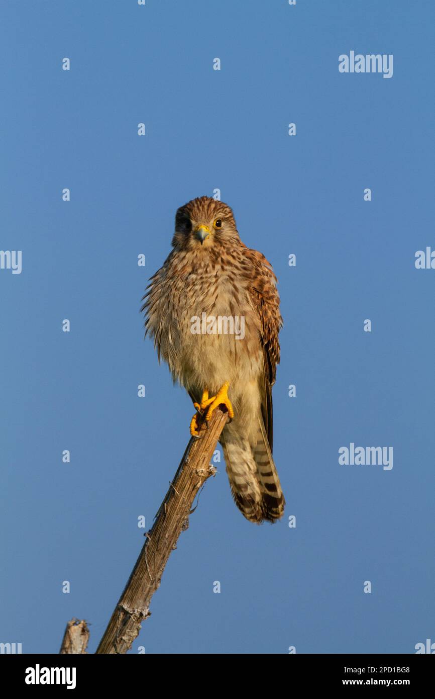The common kestrel (Falco tinnunculus) is a bird of prey species ...