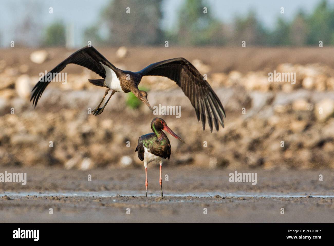 black stork (Ciconia nigra) in flight. The Black Stork (Ciconia nigra ...