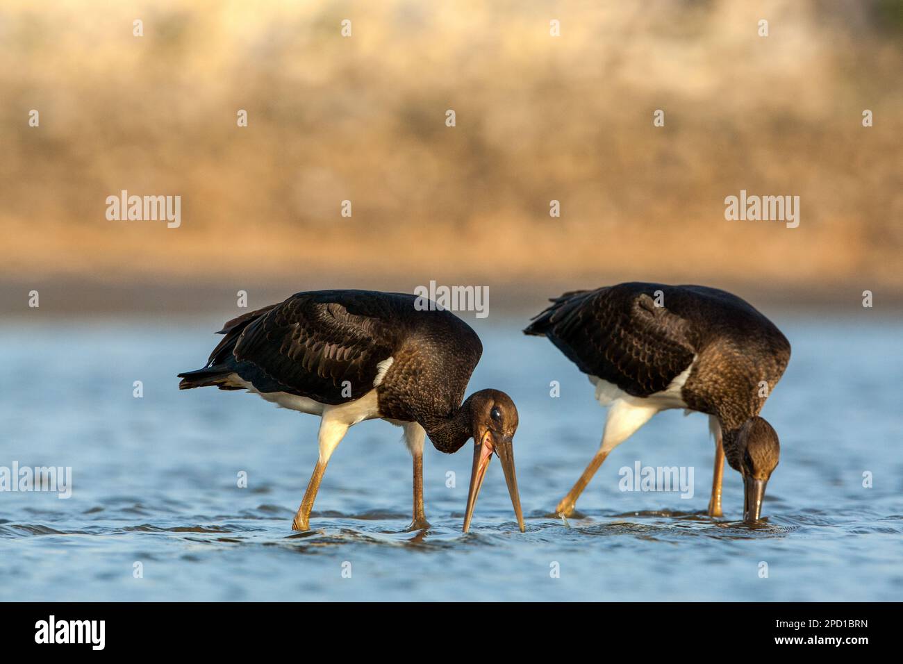 black stork (Ciconia nigra) foraging for food in shallow water ...