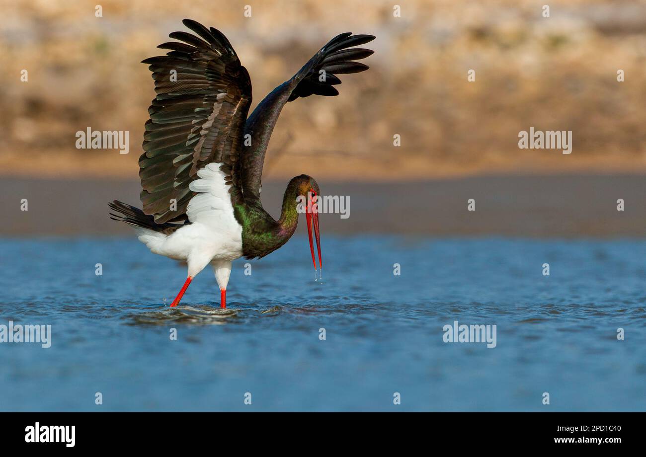 black stork (Ciconia nigra) foraging for food in shallow water ...
