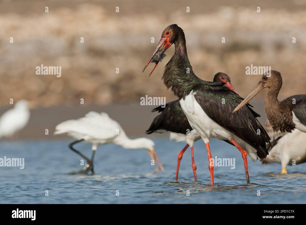 black stork (Ciconia nigra) trying to swallow tilapia St. Peter's fish ...