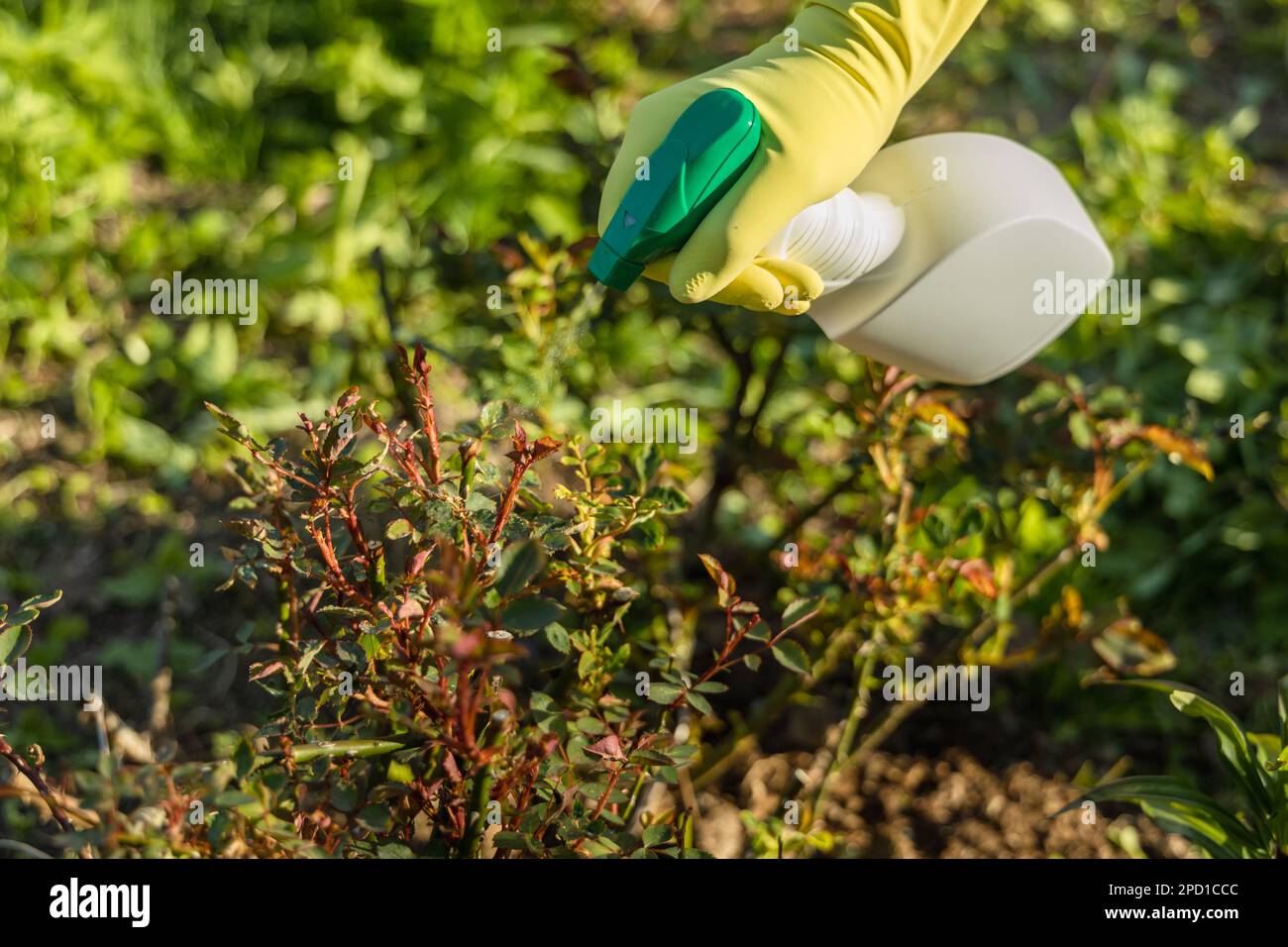 Treatment of roses from pests, aphids and fungi. Remedy for roses from ...