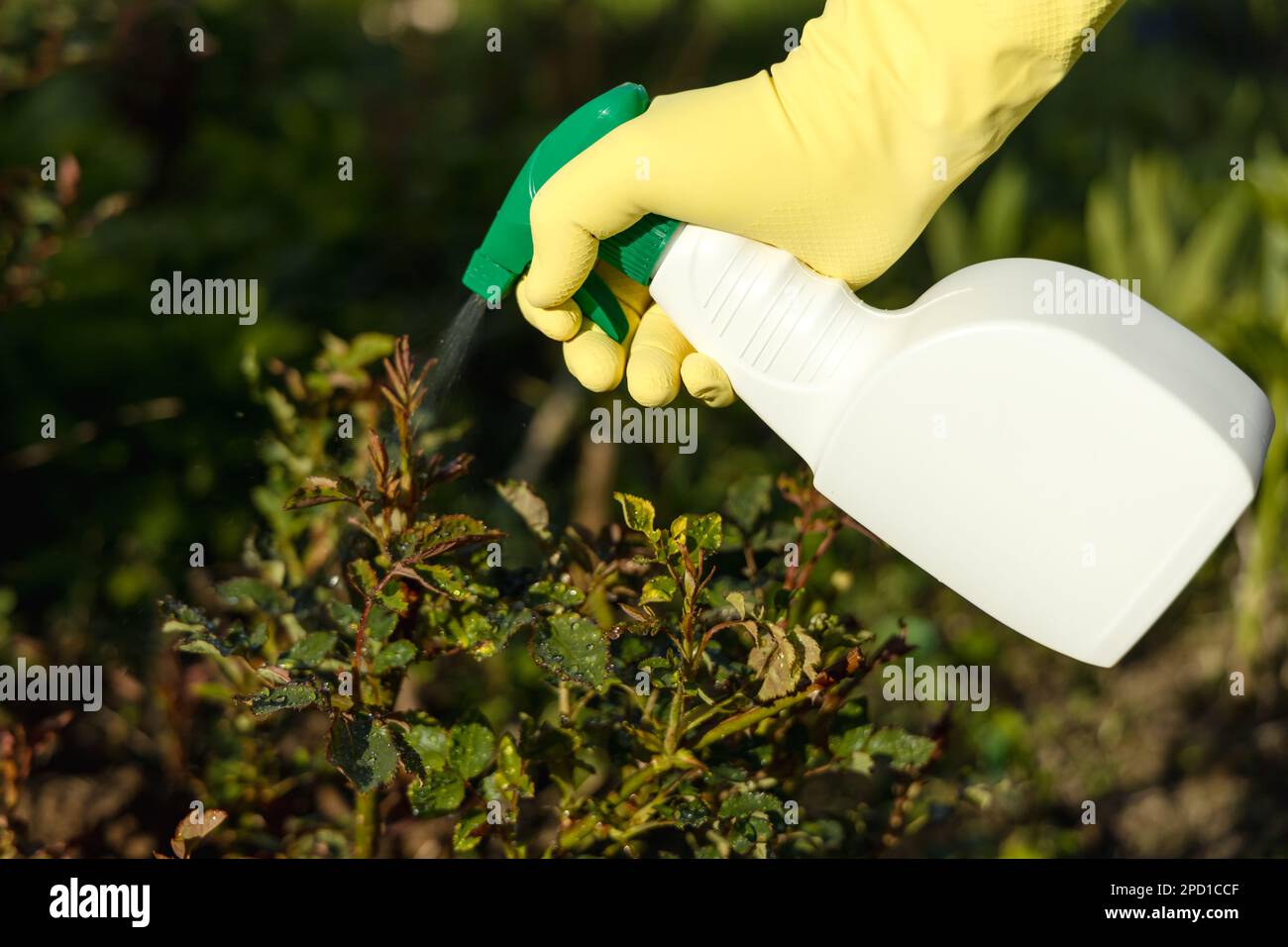 Treatment of roses from pests, aphids and fungi. Remedy for roses from ...