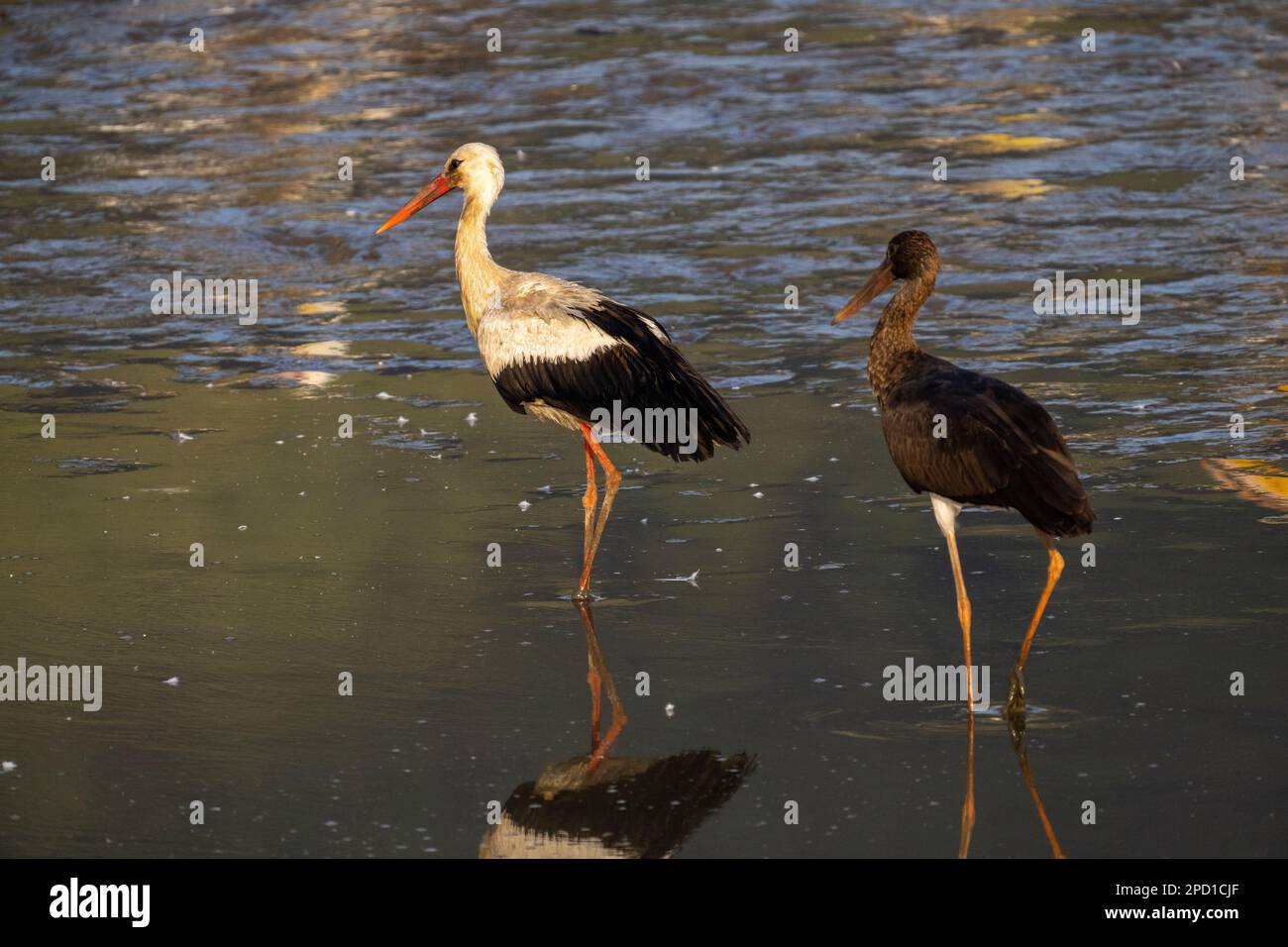 black stork (Ciconia nigra) foraging for food in shallow water ...