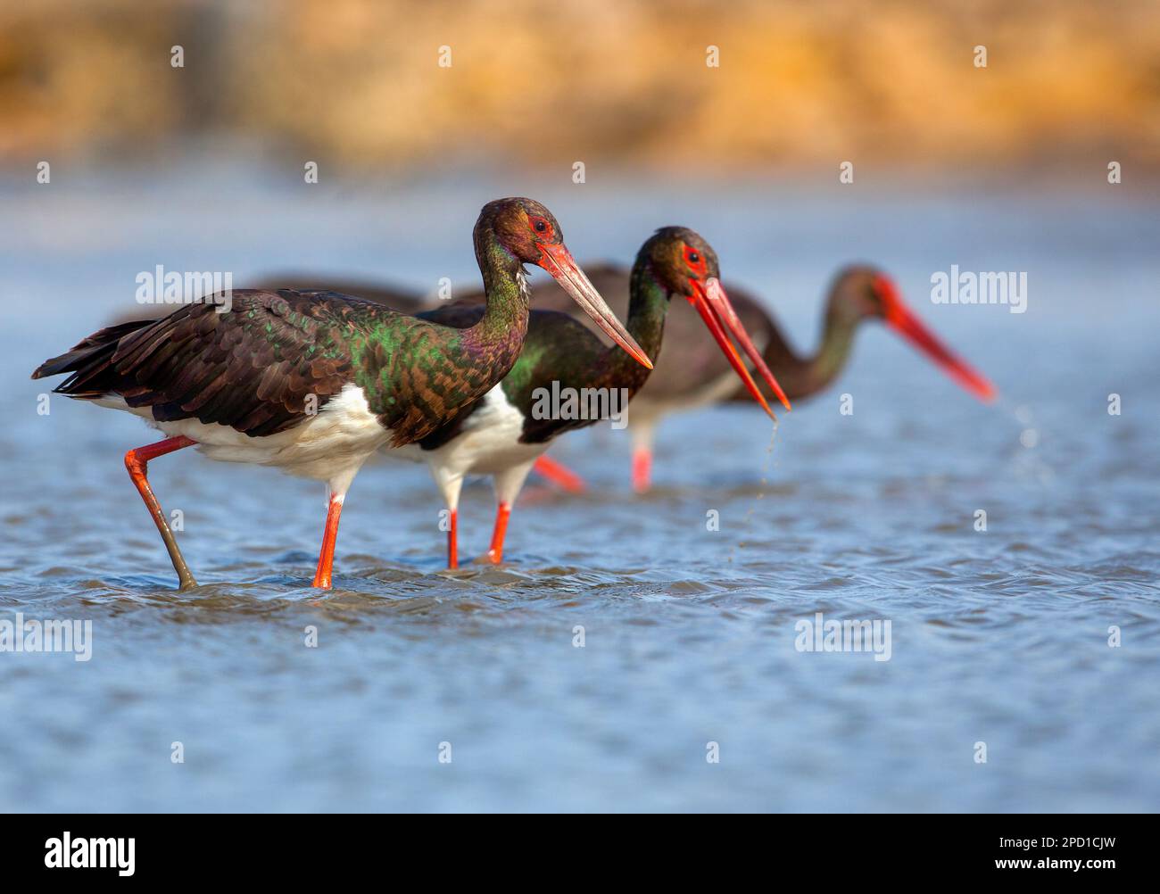 black stork (Ciconia nigra) foraging for food in shallow water ...