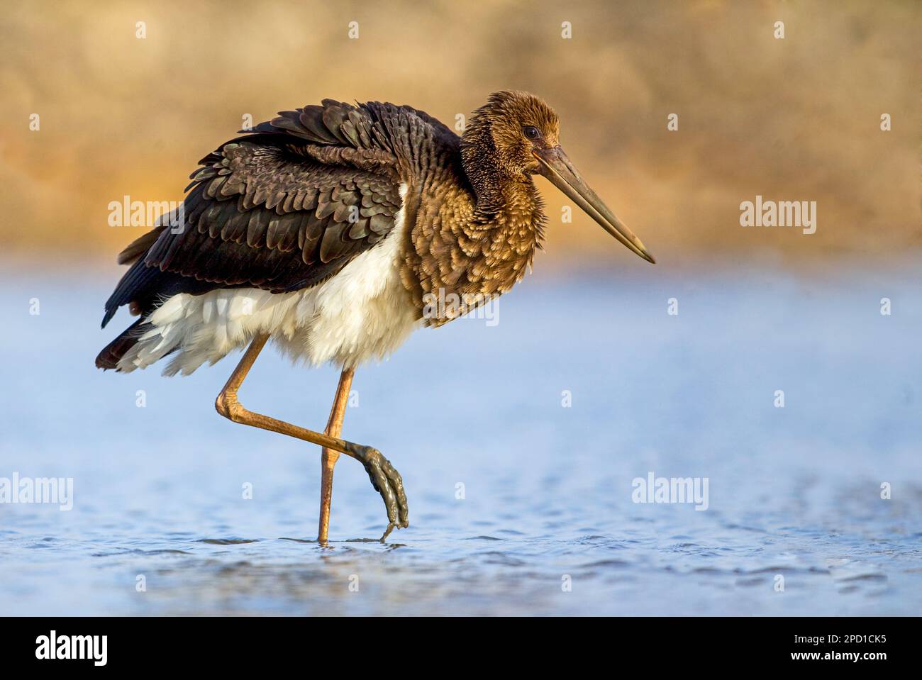 black stork (Ciconia nigra) foraging for food in shallow water ...