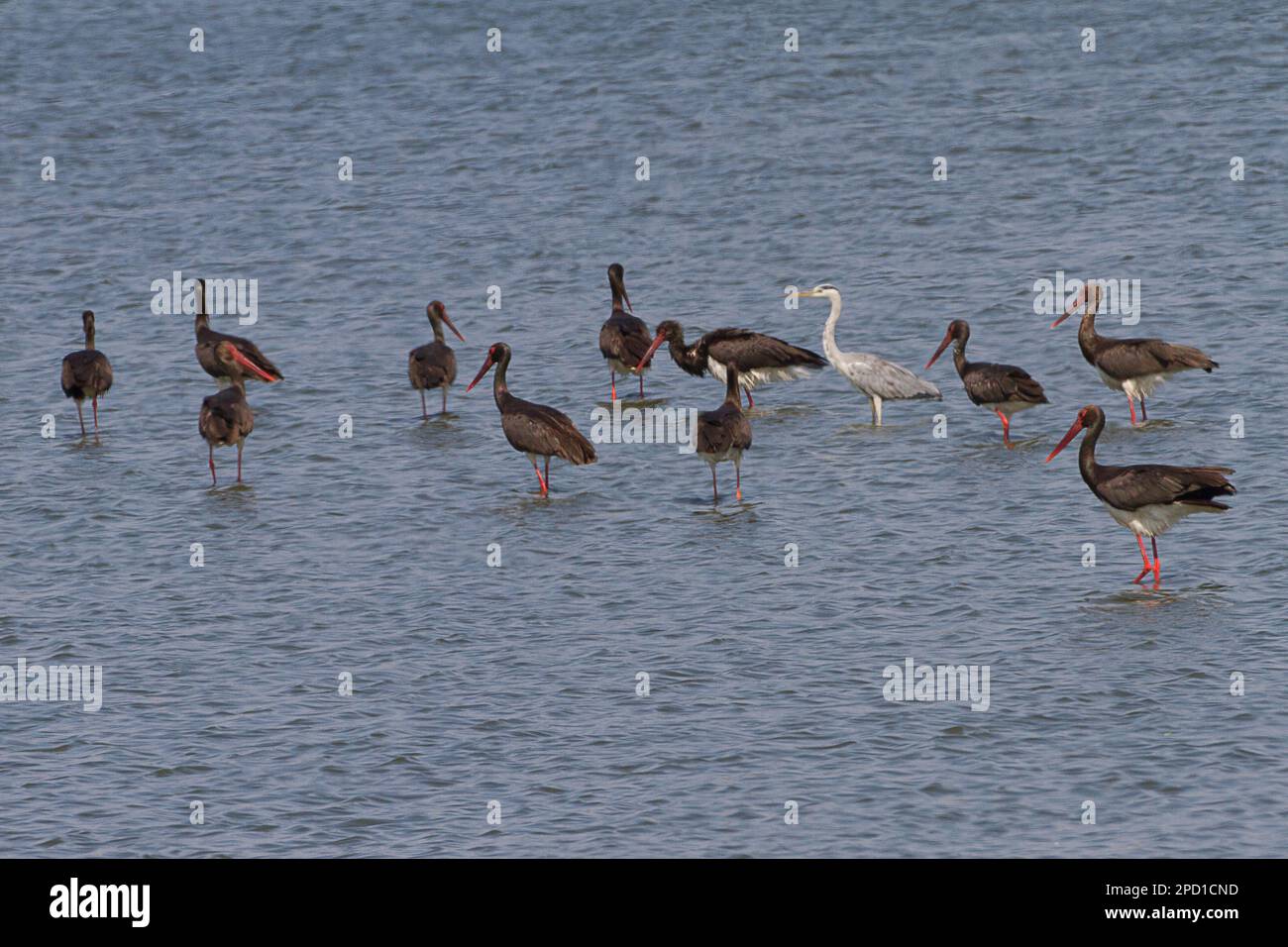 black stork (Ciconia nigra) foraging for food in shallow water ...