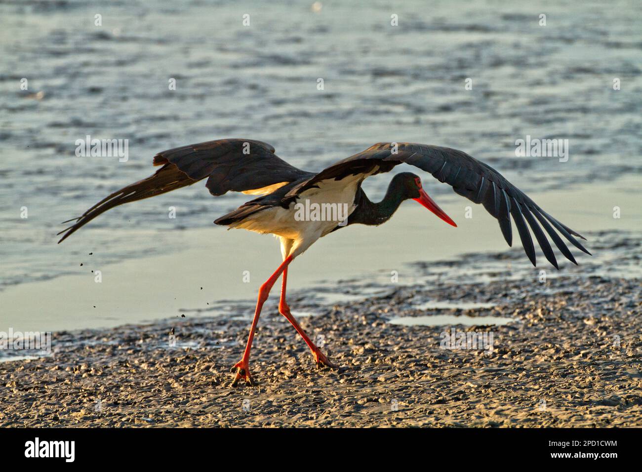 black stork (Ciconia nigra) in flight. The Black Stork (Ciconia nigra ...