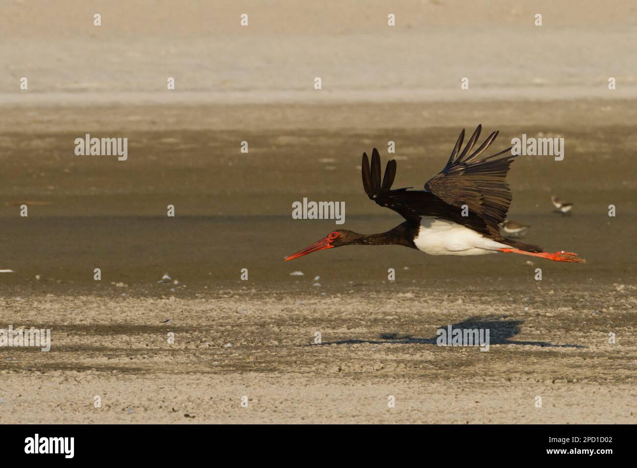 black stork (Ciconia nigra) in flight. The Black Stork (Ciconia nigra ...